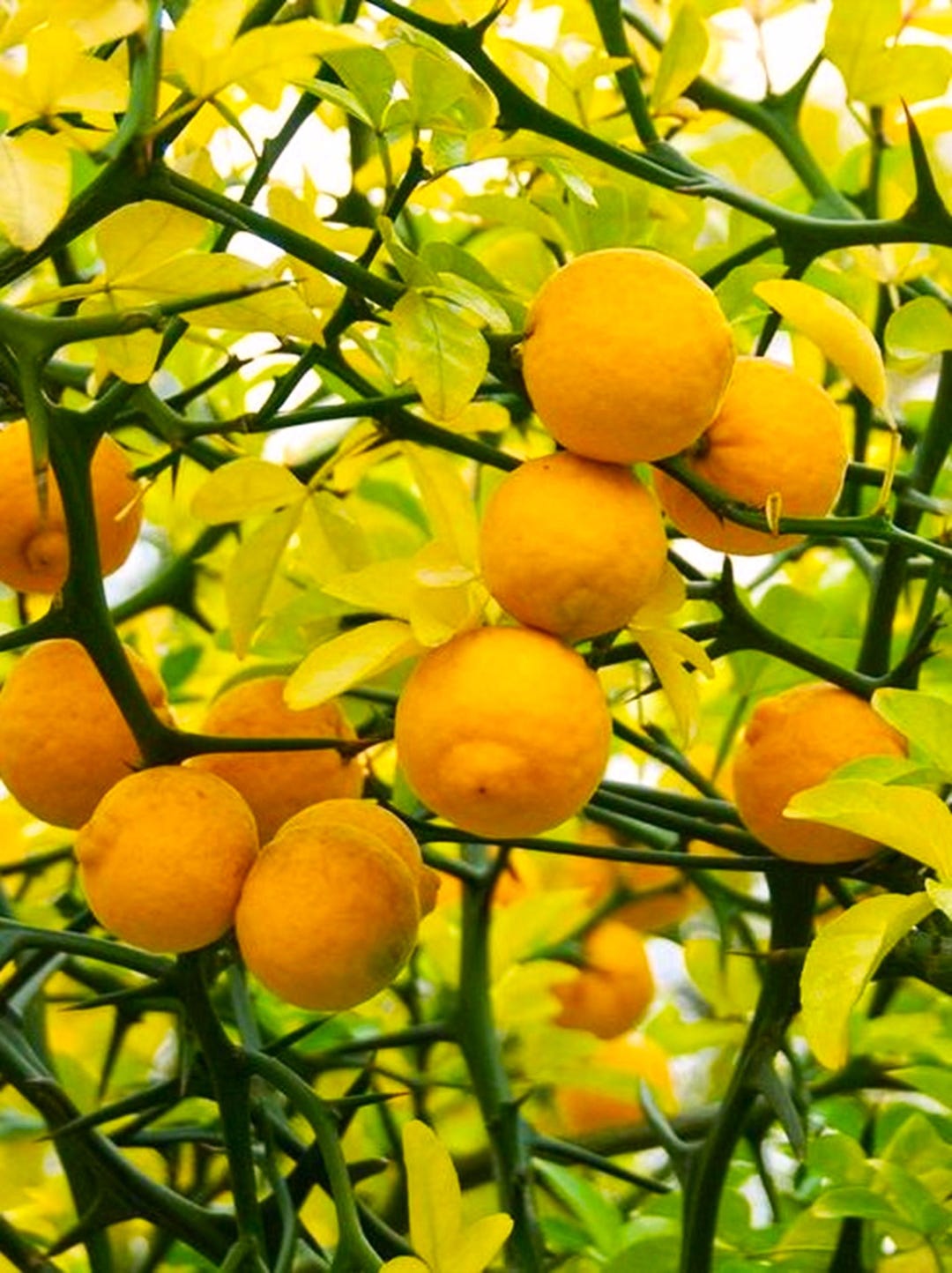 12 Seeds Hardy Orange Tree (citrus Trifoliata) Impenetrable Living ...