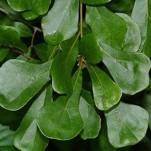 Black Oak Tree (quercus Nigra) Live Tree 1-3 Feet Tall, Bare Root ...