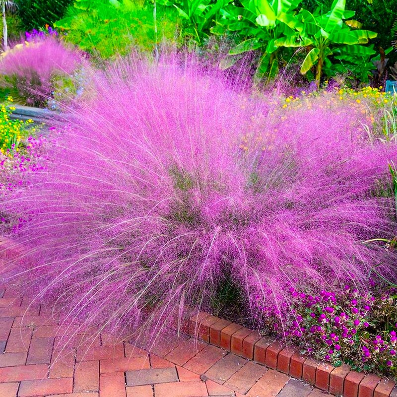 Pink Muhly Grass Plant - Etsy