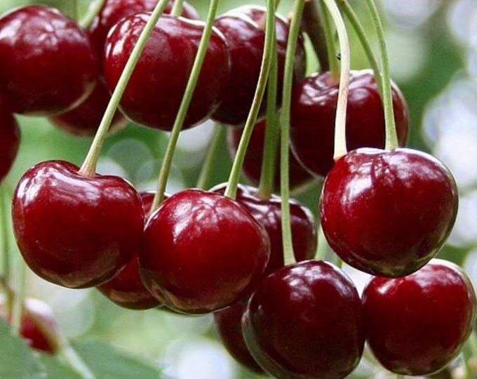 Hedelfingen Cherry Tree (3-4 Feet Tall, Bare Root, Barrel Diameter 3/4 ...