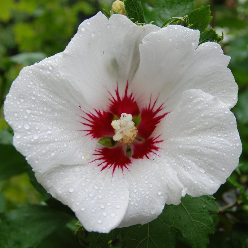Rose of Sharon Plants - Etsy
