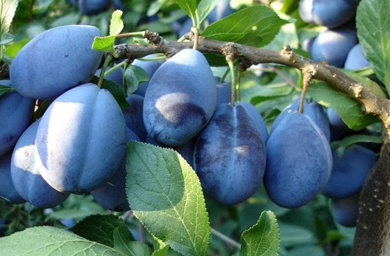 Stanley Plum (3 Fresh Cuttings Scions 8-12 Inches Long) for Rooting or ...