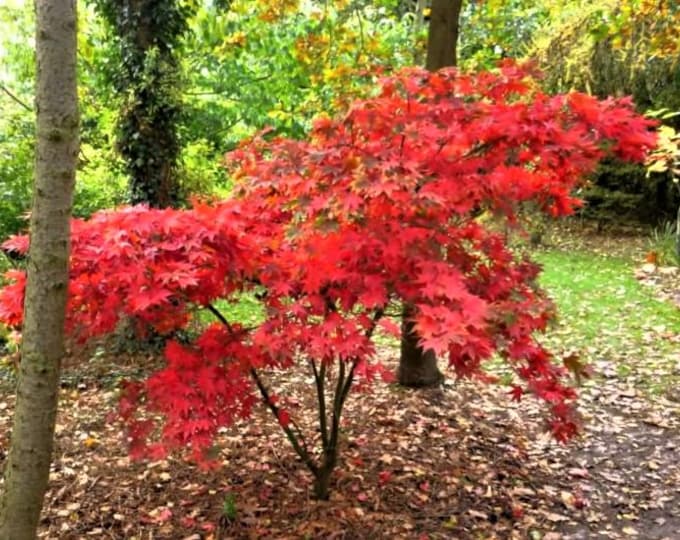 5 Red Maple Bare Root (acer Rubrum) - Etsy
