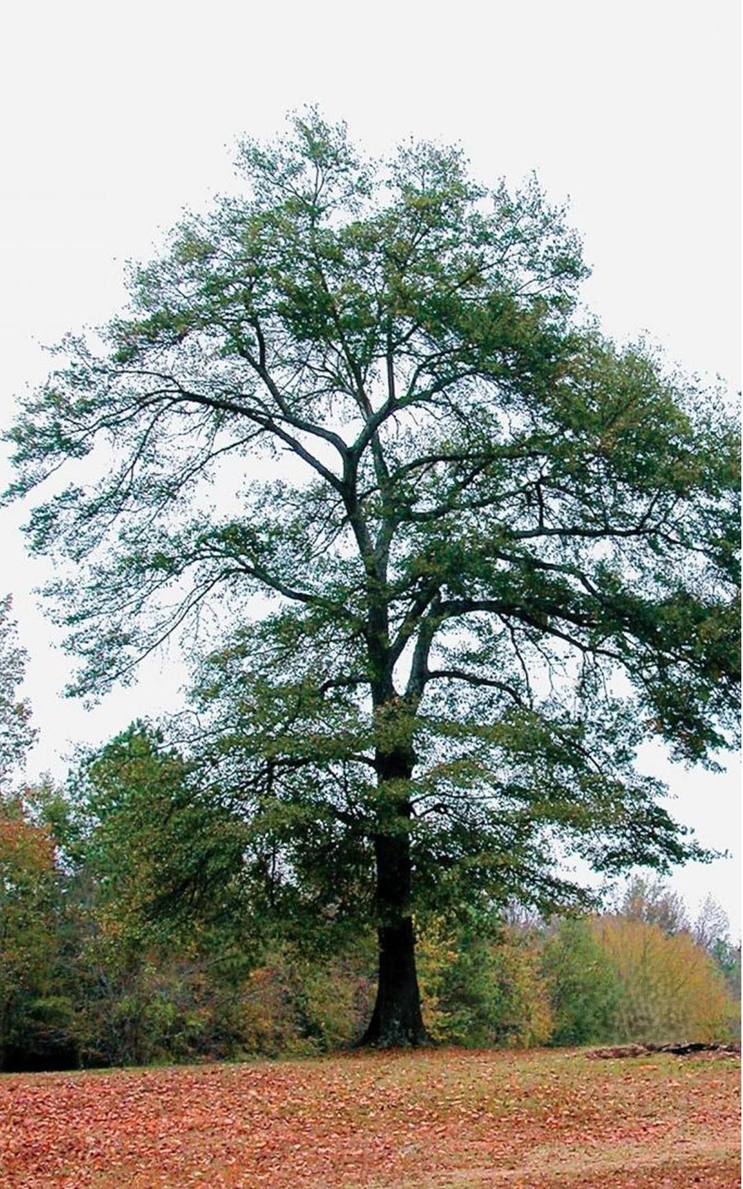 Black Oak Tree (quercus Nigra) Live Tree 1-3 Feet Tall, Bare Root ...
