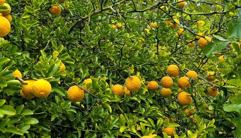 5 (five) Hardy Orange Live Trees Seedlings (3-7 Inches Tall, Bare Root ...