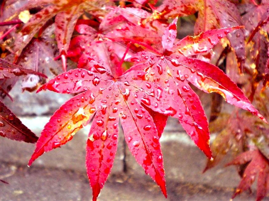 12 Seeds Bloodgood Japanese Maple (acer Palmatum 'bloodgood ...