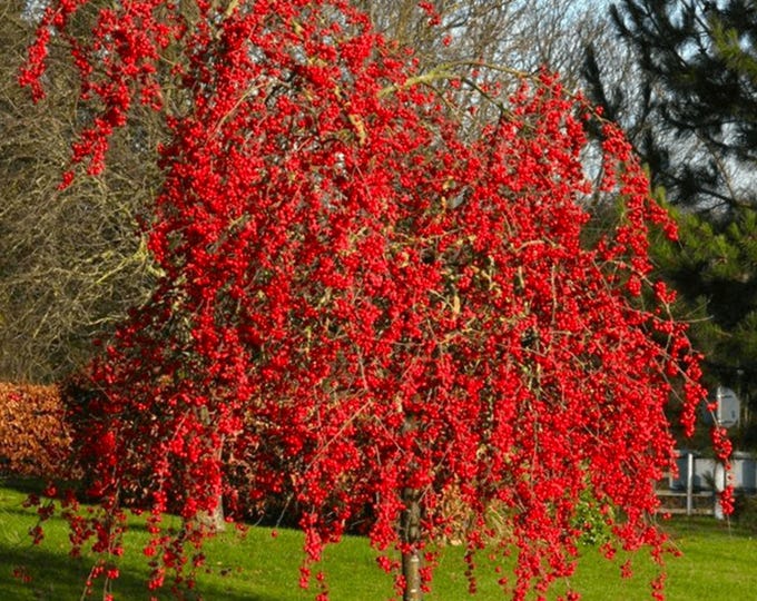 Sweet Crabapple (2-3 Feet Tall, Live Tree, Bare Root) Deer Apple Trees ...