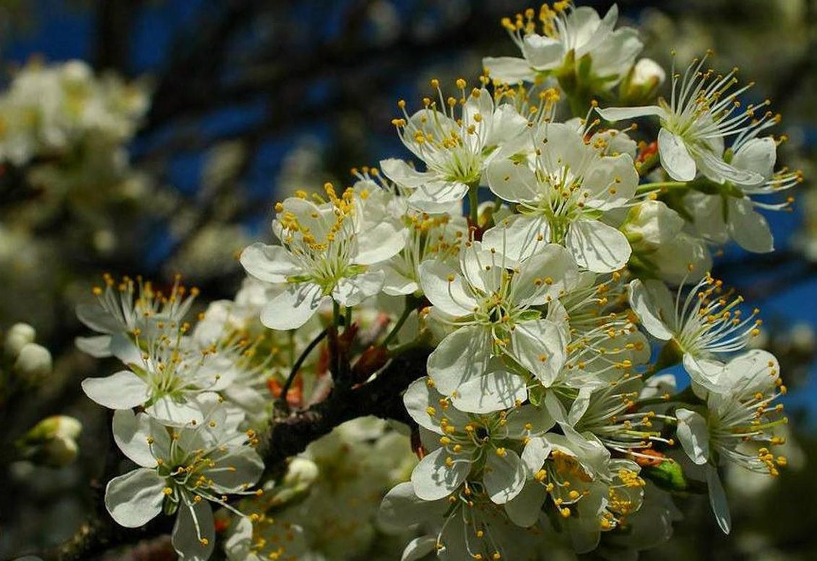 12 Seeds Beach Plum Tree (prunus Maritima) Fruit Tree - Etsy