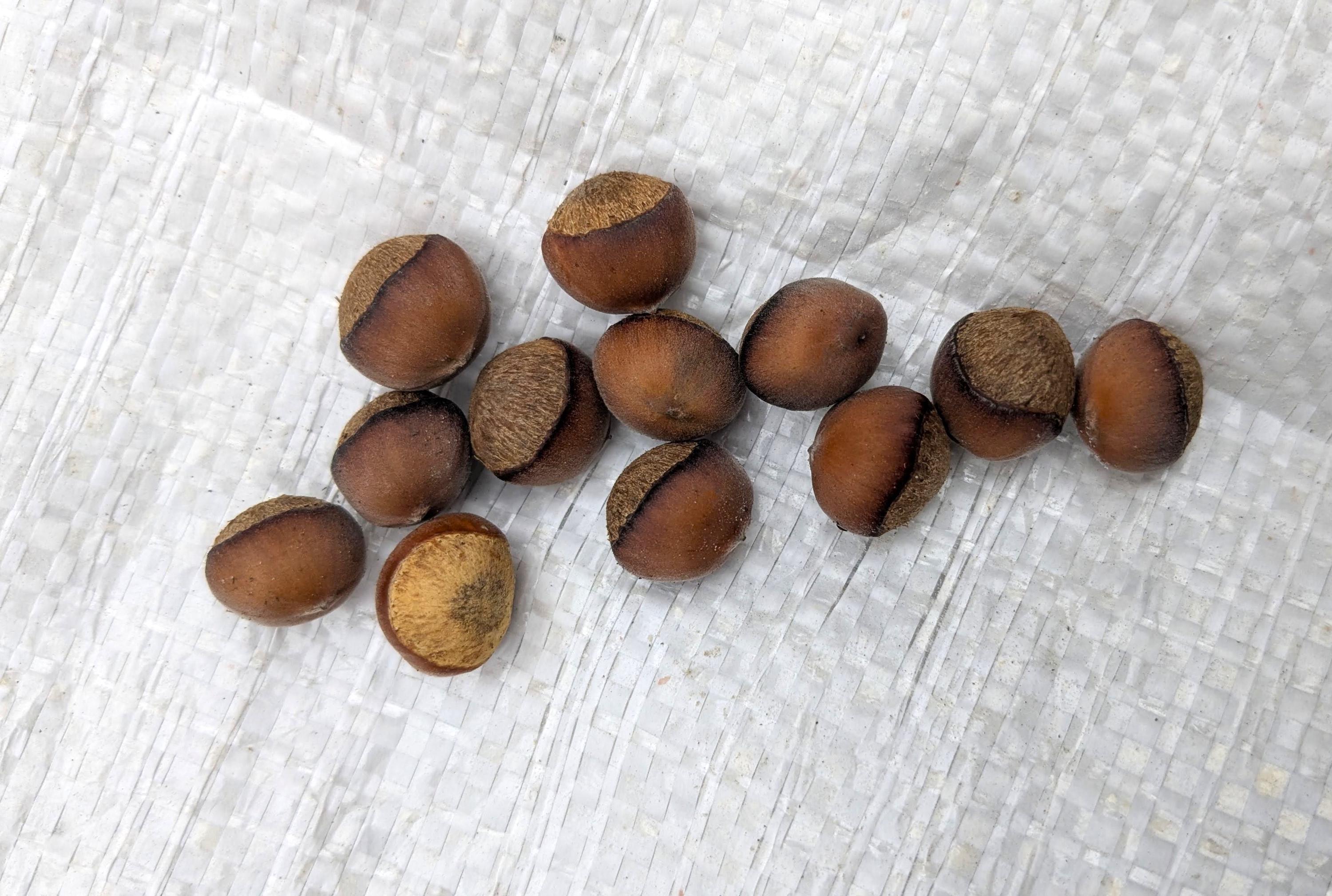 12 Seeds American Hazelnut Tree (corylus Americana) American Filbert ...