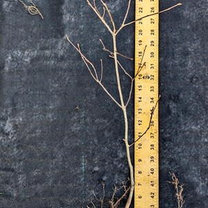 Black Oak Tree (quercus Nigra) Live Tree 1-3 Feet Tall, Bare Root ...