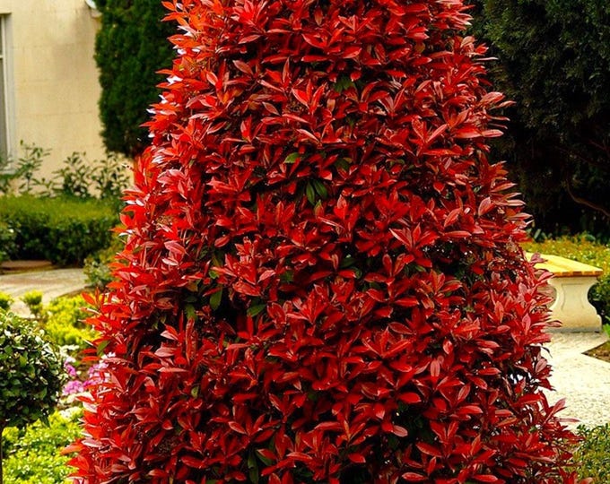Red Tip Photinia Evergreen Shrubs (photinia X Fraseri) 1-2 Feet Tall ...