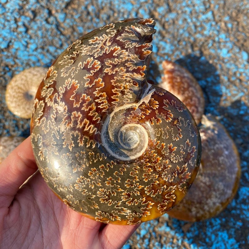Natural Ammonite Nautilus Fossil Conch，home Decor，ornaments，spiral ...