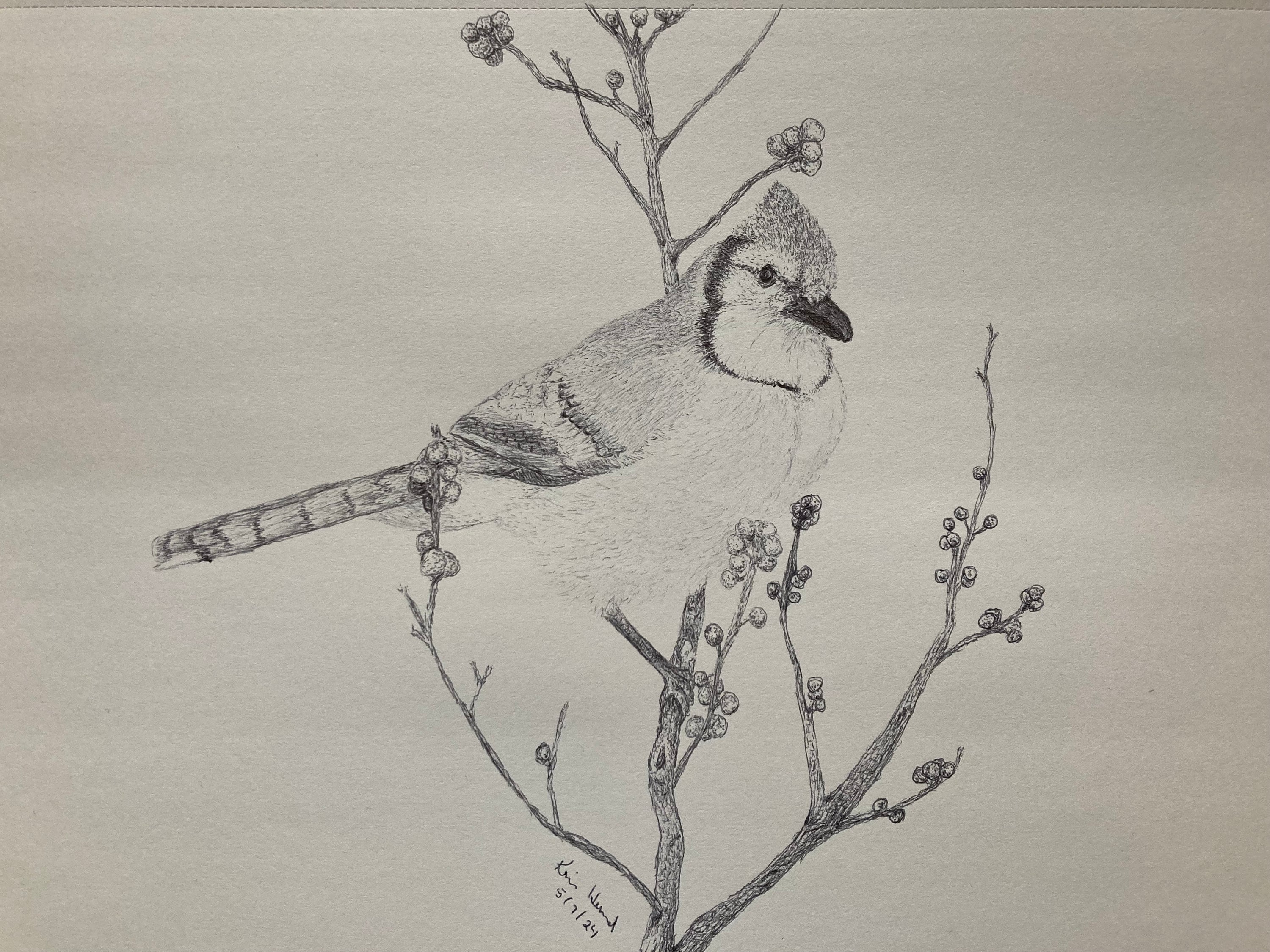Blue Jay, Ink Sketch, Original Drawing - Etsy