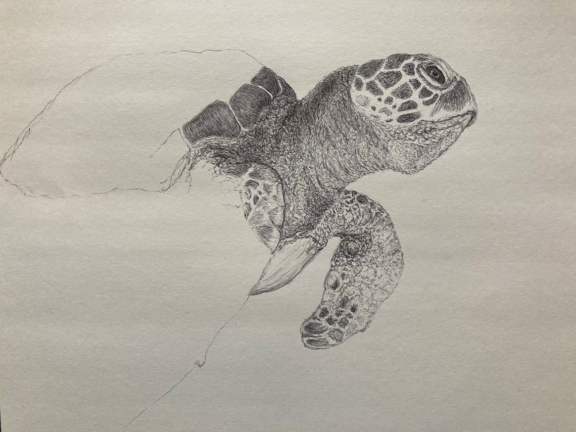 Sea Turtle, Ink Sketch, Original Drawing - Etsy