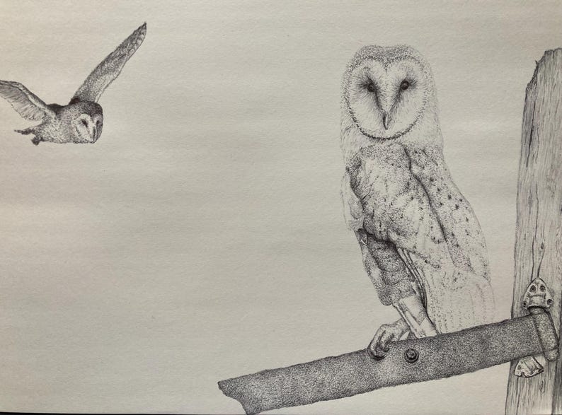 Barn Owl, Ink Sketch, Original Drawing - Etsy
