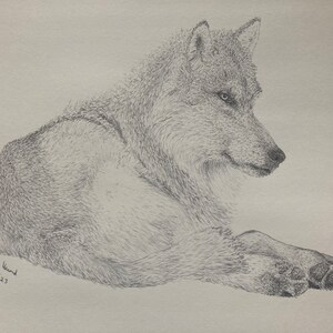 Wolf, Ink Sketch, Original Drawing - Etsy UK