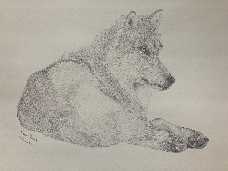 Wolf, Ink Sketch, Original Drawing - Etsy UK