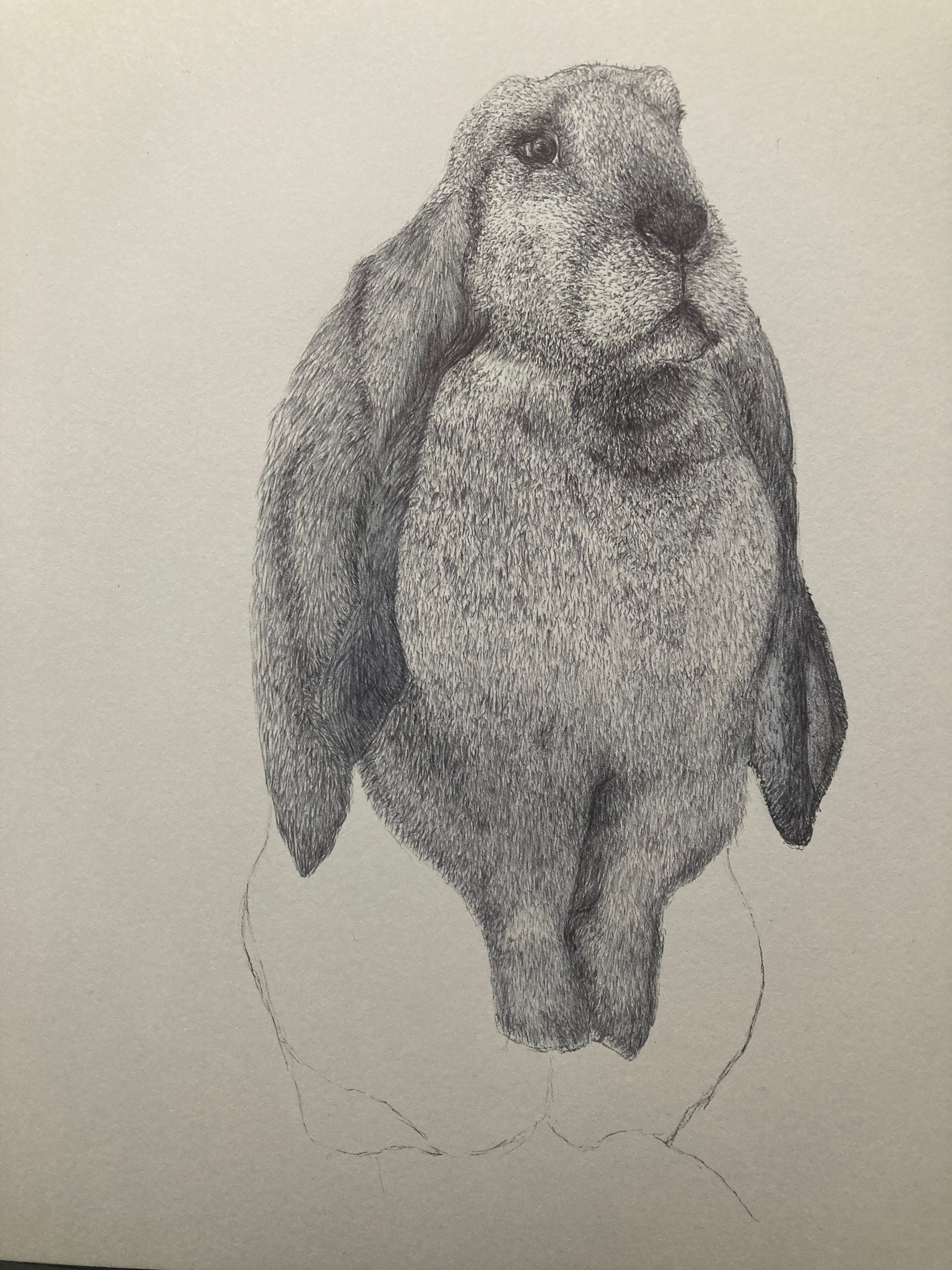 Rabbit, Ink Sketch, Original Drawing - Etsy