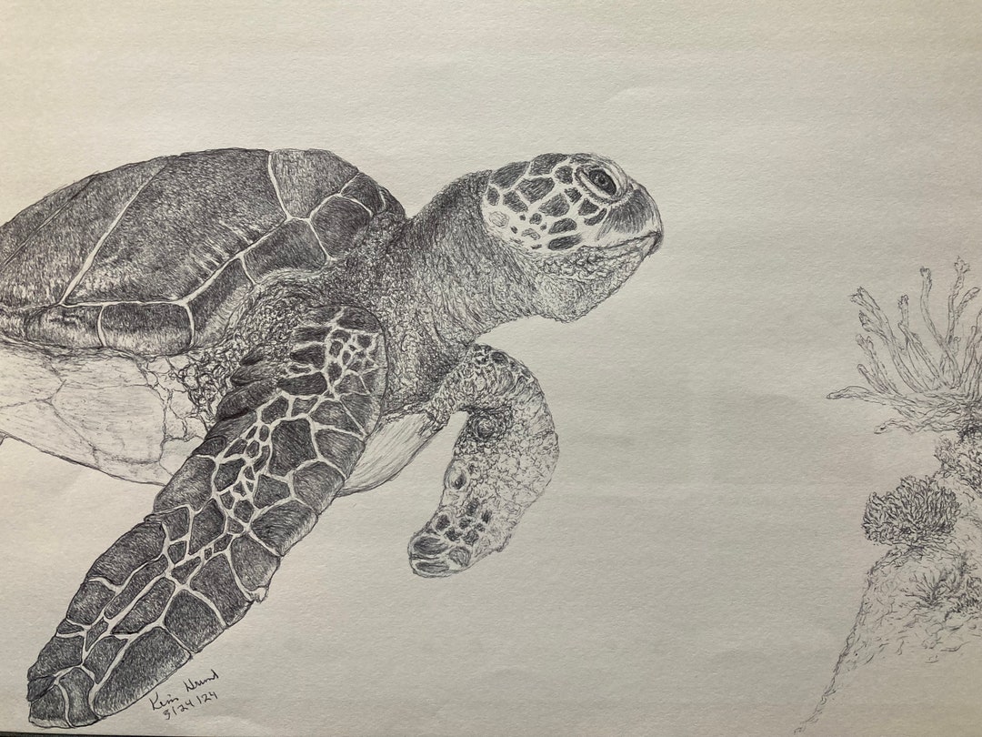 Sea Turtle, Ink Sketch, Original Drawing - Etsy