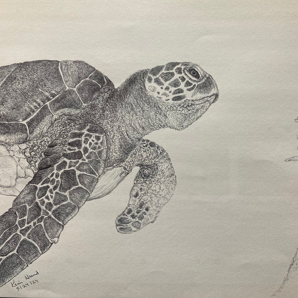 Turtle Drawing - Etsy