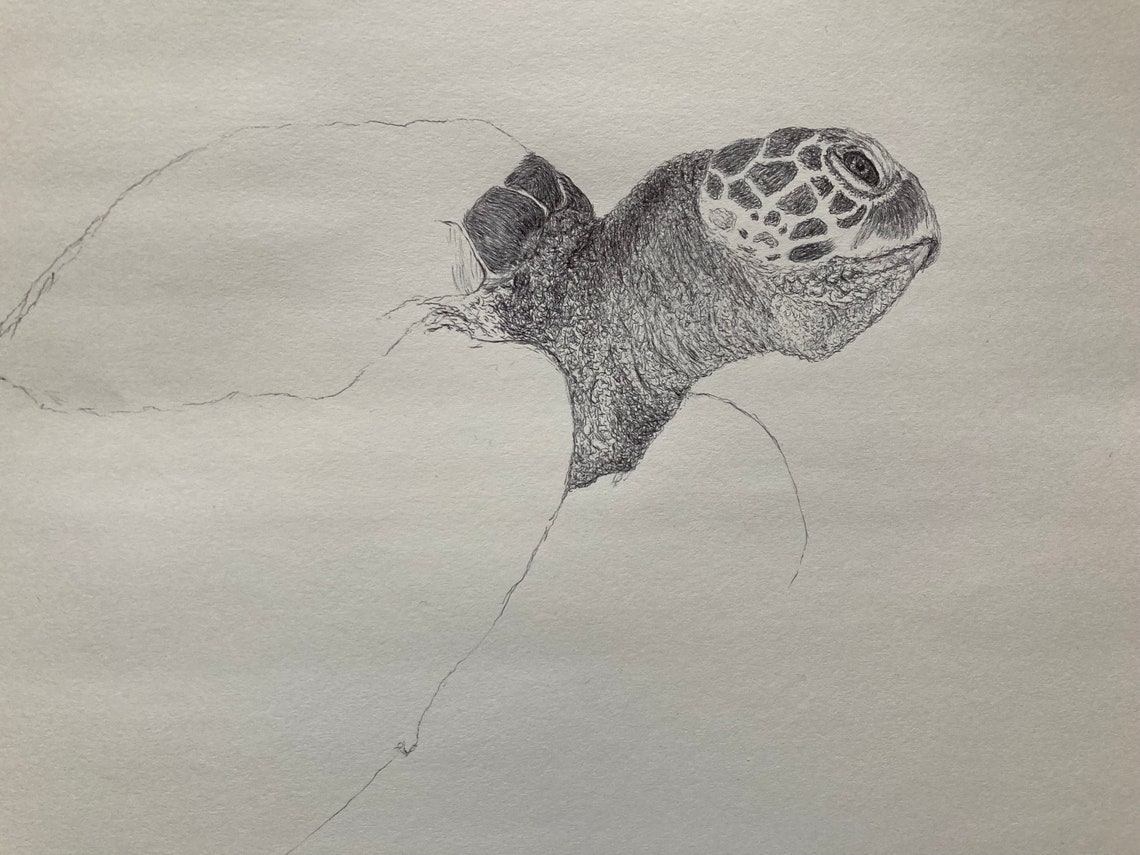 Sea Turtle, Ink Sketch, Original Drawing - Etsy