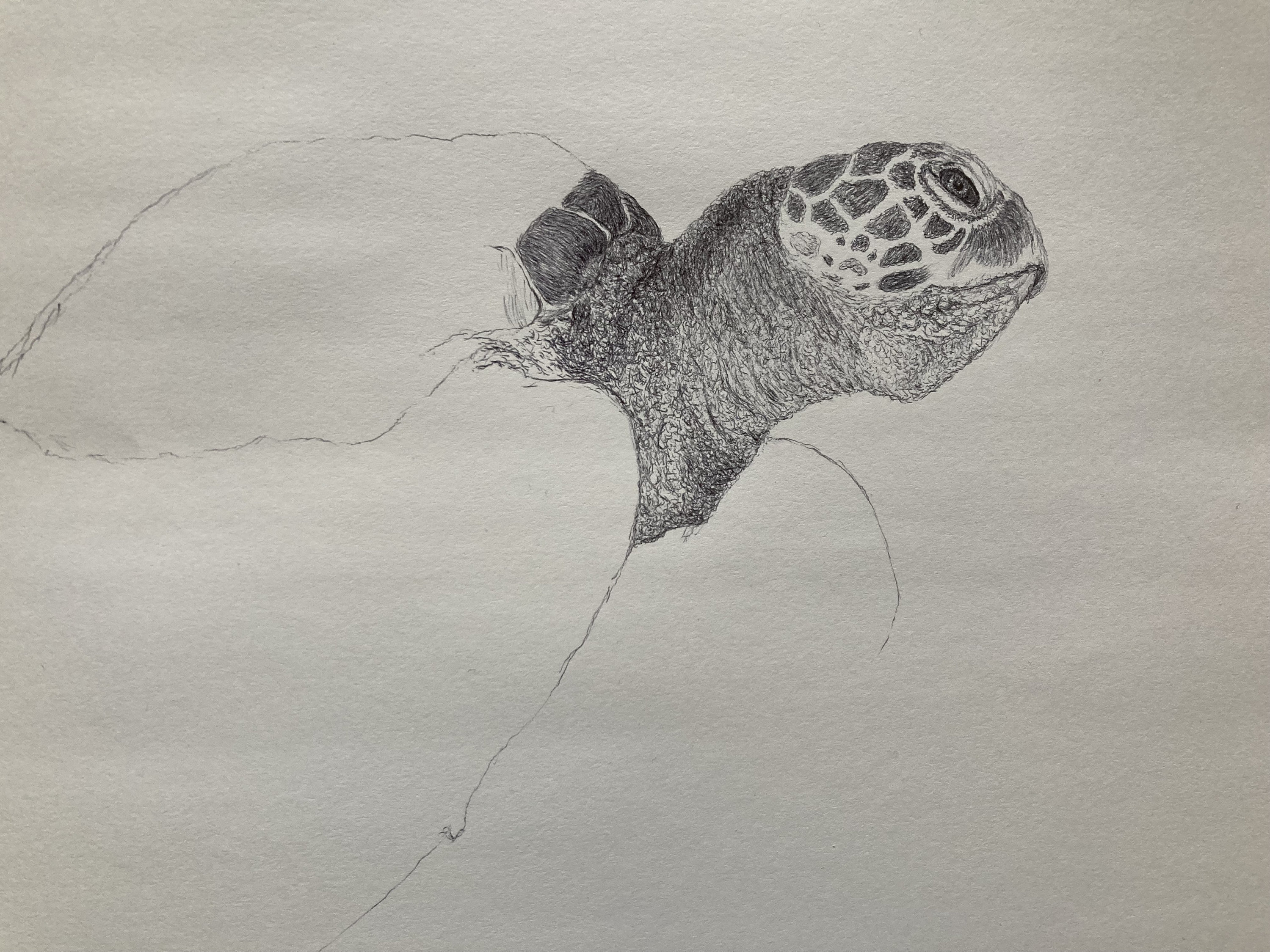 Sea Turtle, Ink Sketch, Original Drawing - Etsy