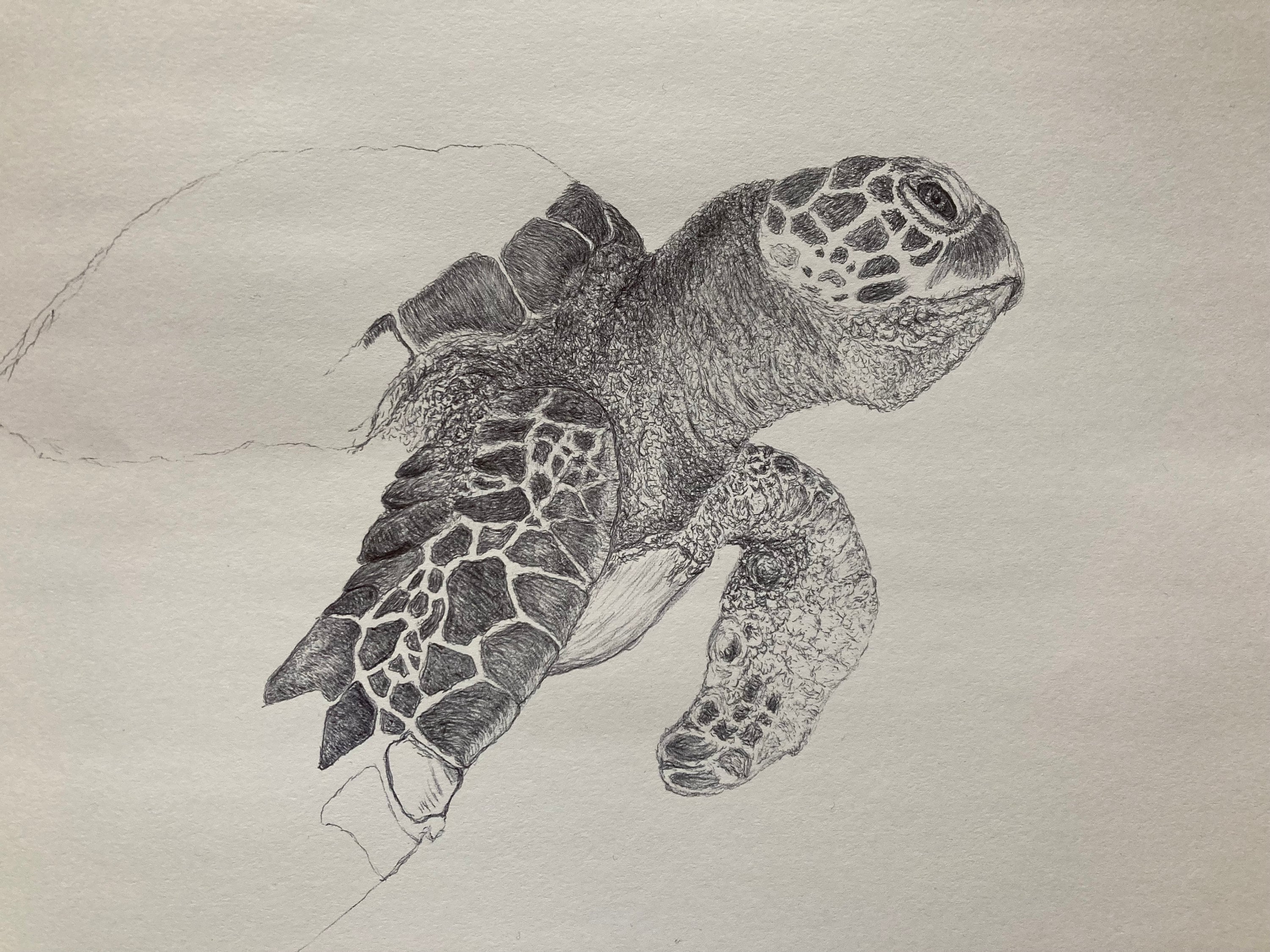 Sea Turtle, Ink Sketch, Original Drawing - Etsy