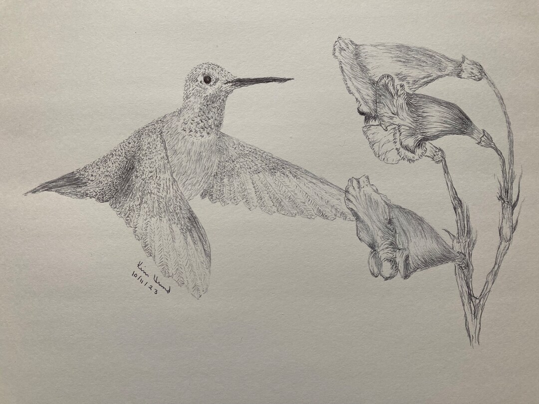 Humming Bird, Ink Sketch, Original Drawing - Etsy