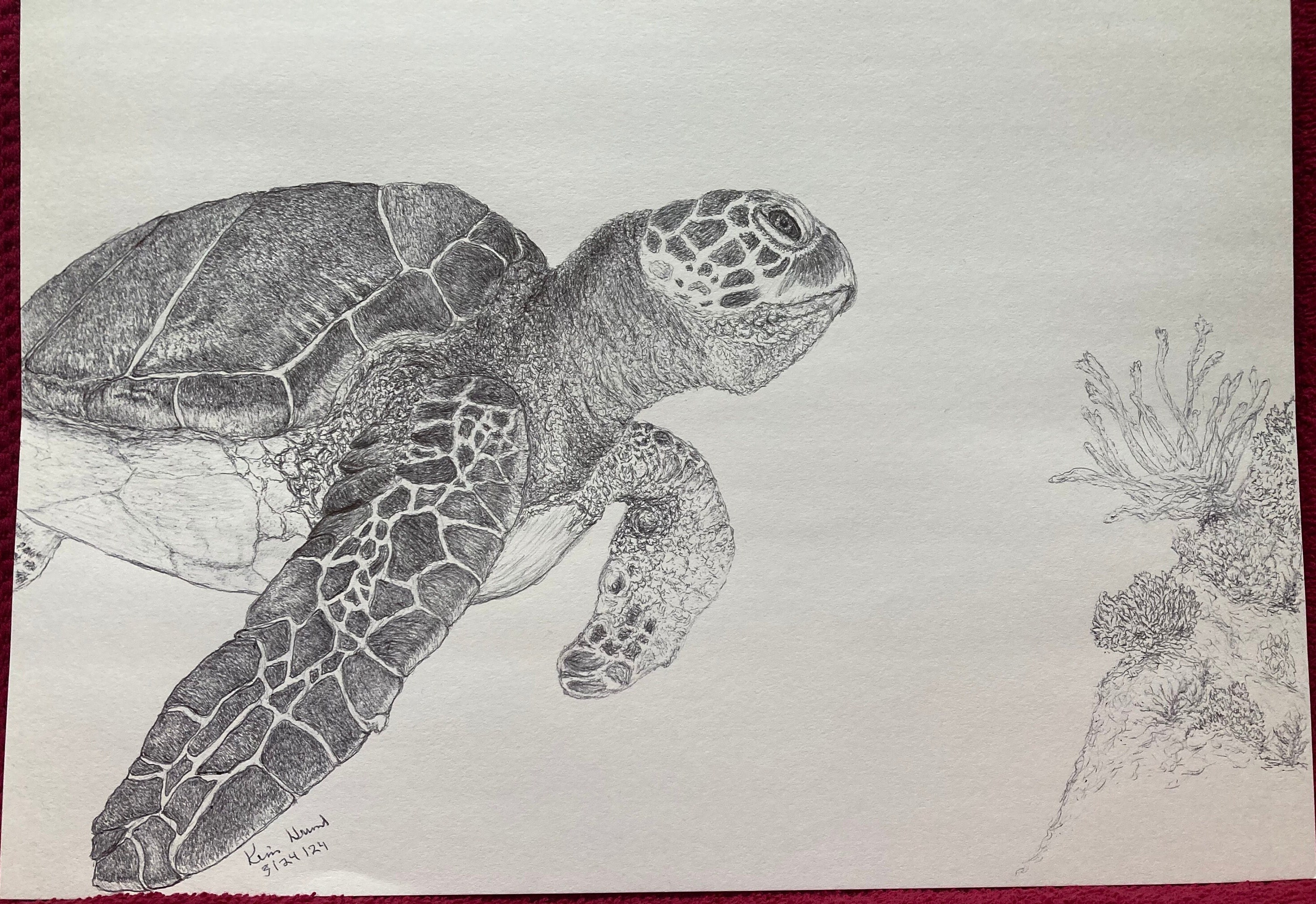 Sea Turtle, Ink Sketch, Original Drawing - Etsy