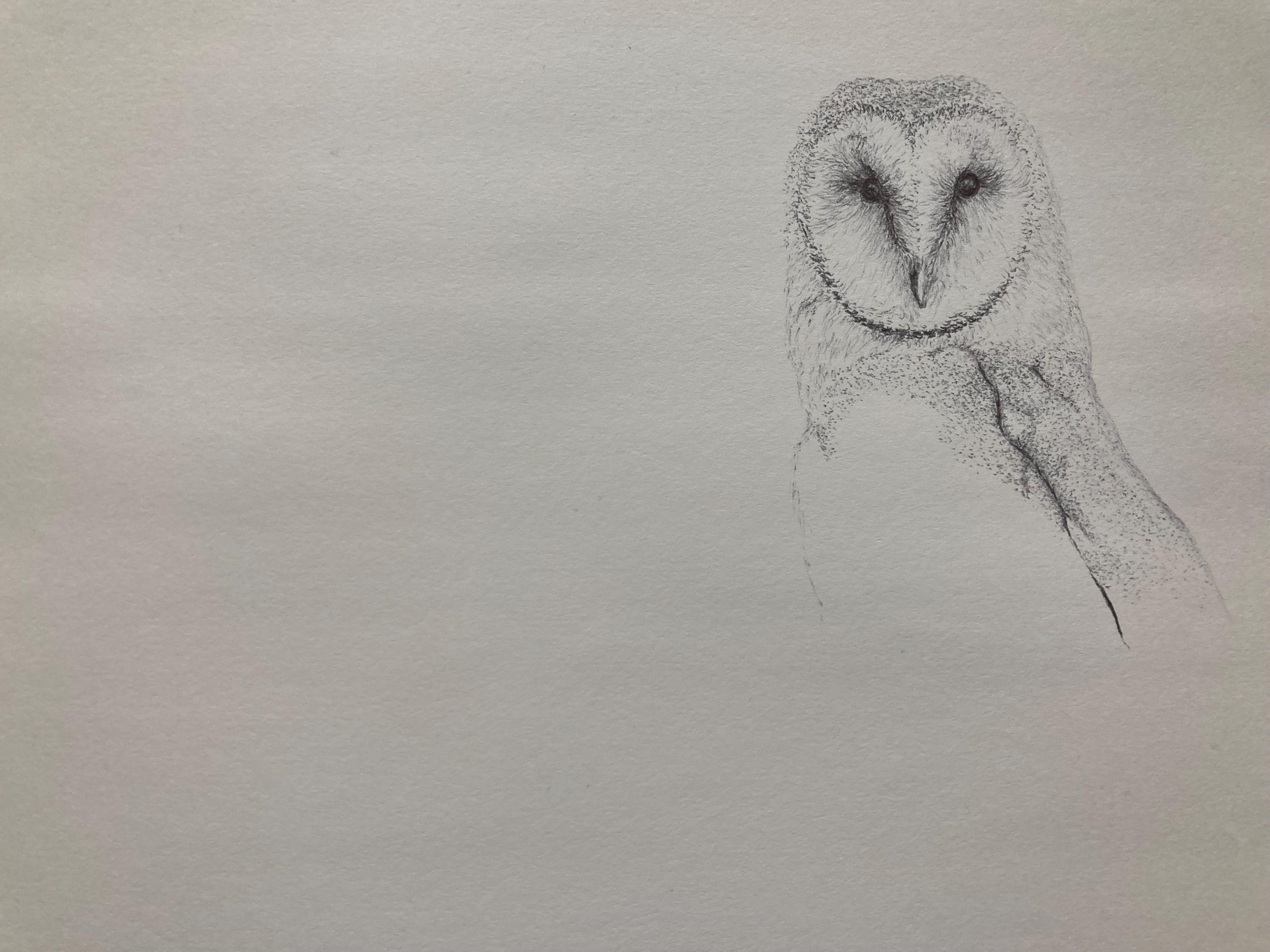 Barn Owl, Ink Sketch, Original Drawing - Etsy