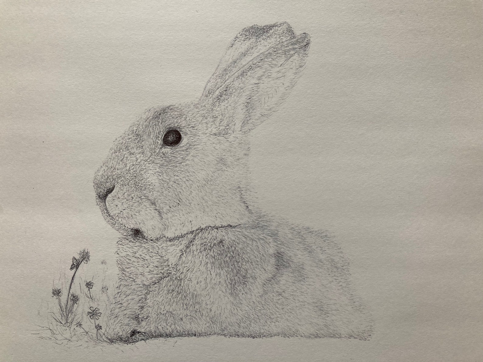 Rabbit, Ink Drawing, Original Drawing - Etsy