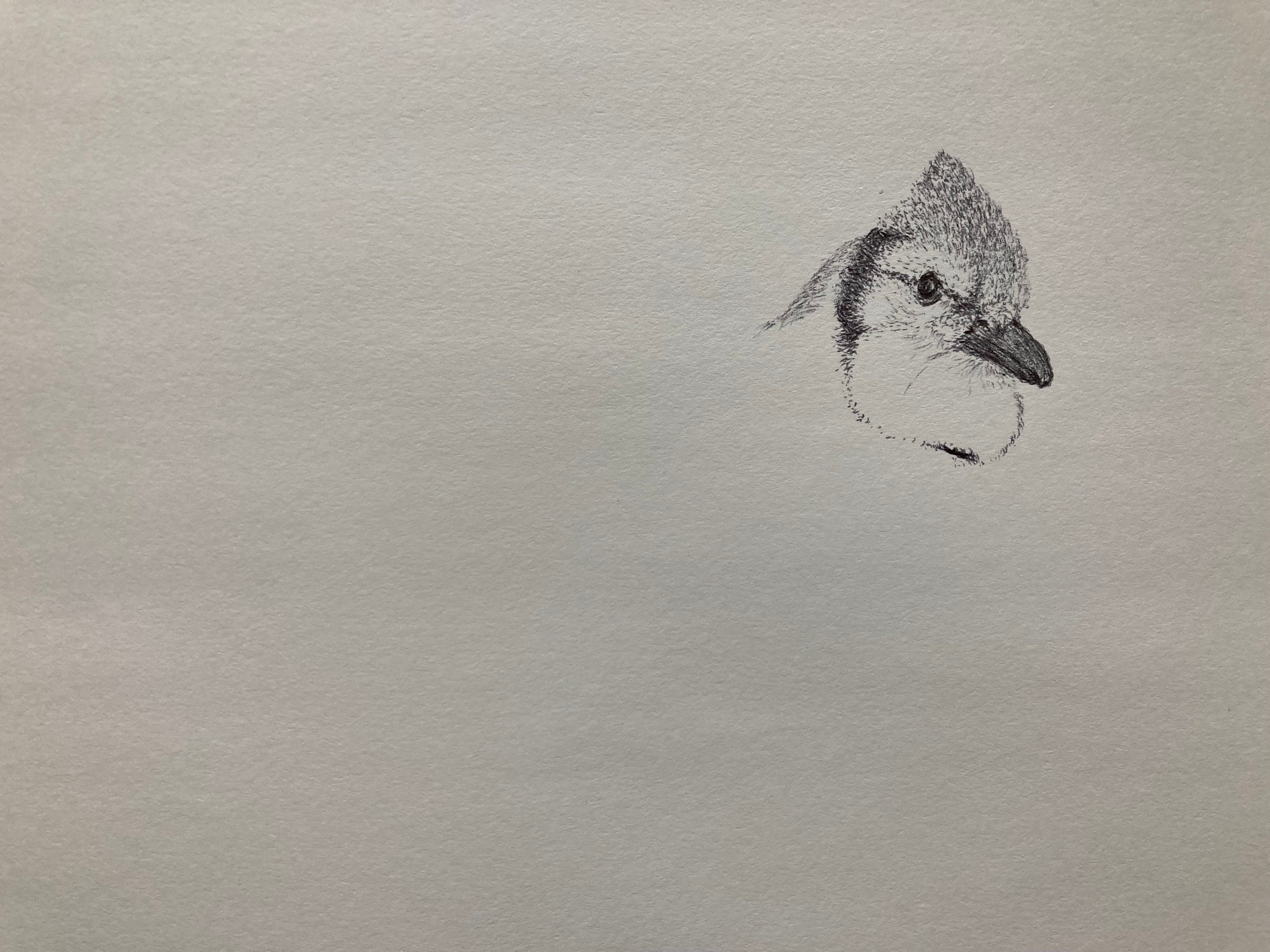 Blue Jay, Ink Sketch, Original Drawing - Etsy