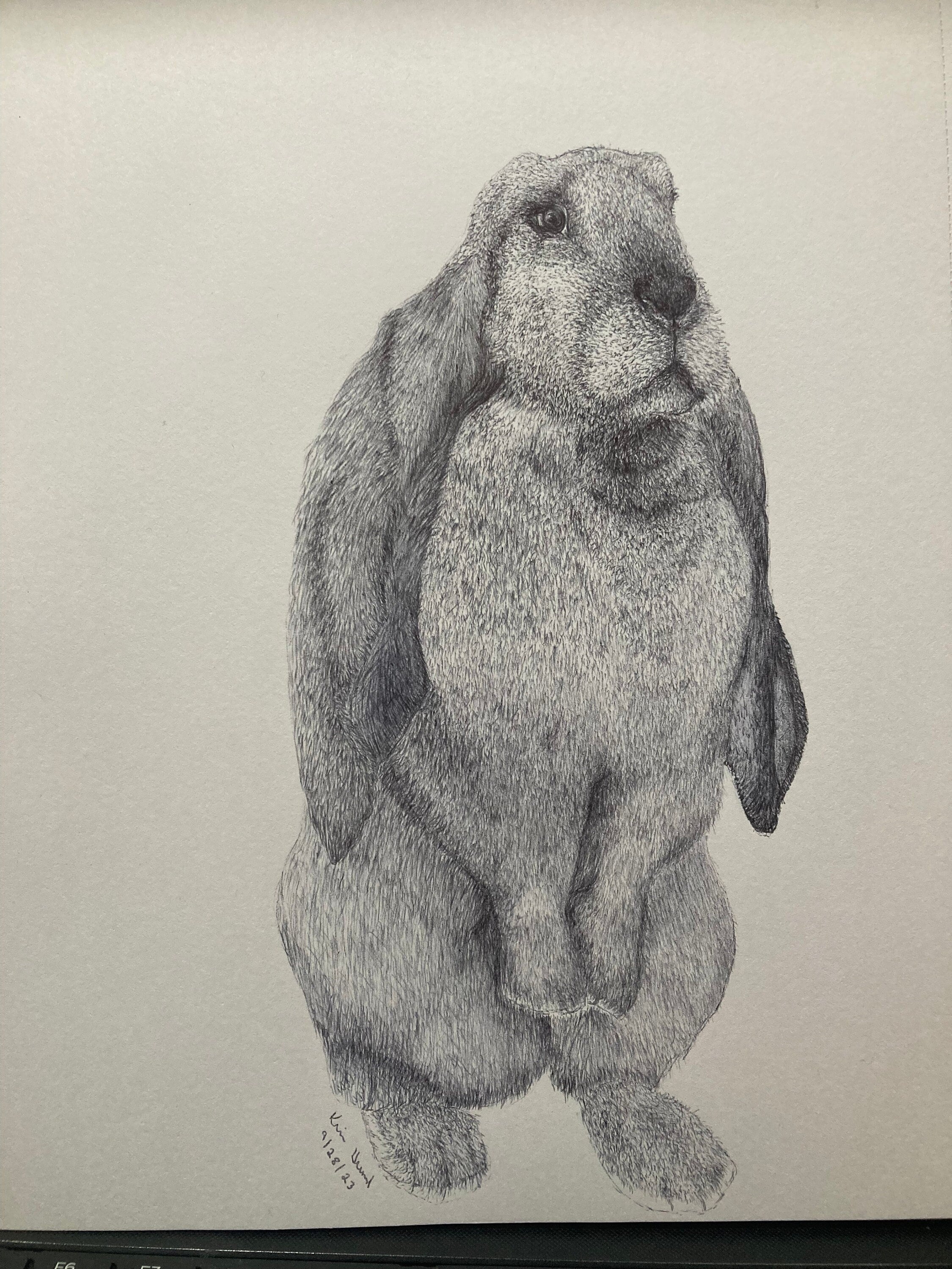 Rabbit, Ink Sketch, Original Drawing - Etsy