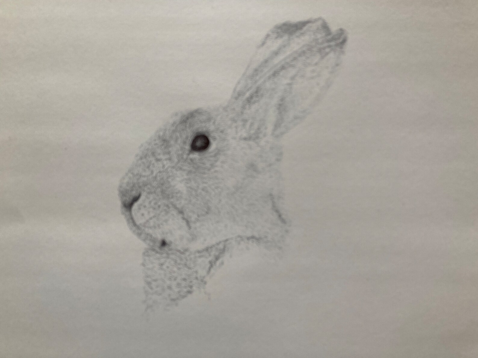 Rabbit, Ink Drawing, Original Drawing - Etsy