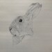 Rabbit, Ink Drawing, Original Drawing - Etsy