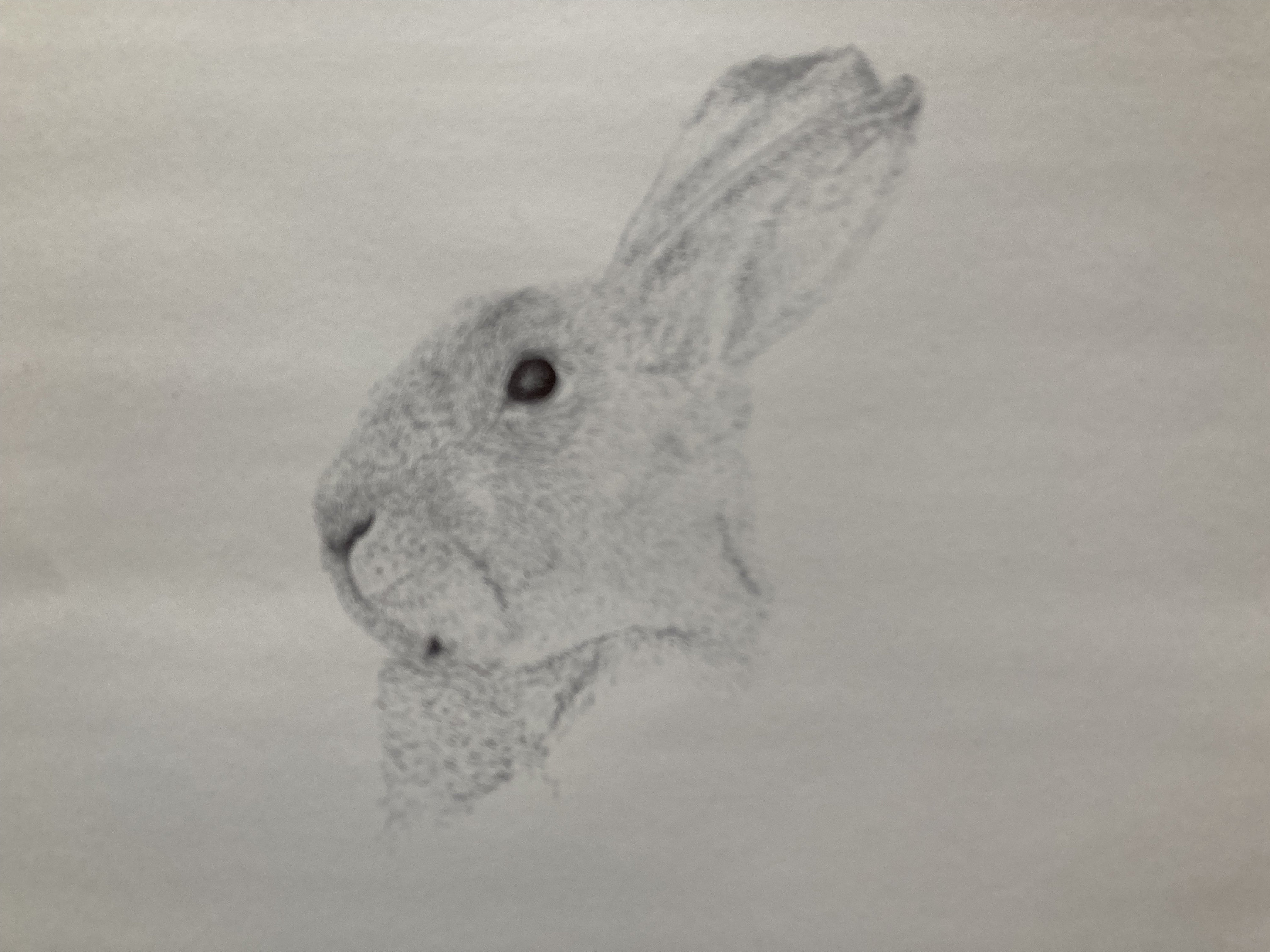 Rabbit, Ink Drawing, Original Drawing - Etsy