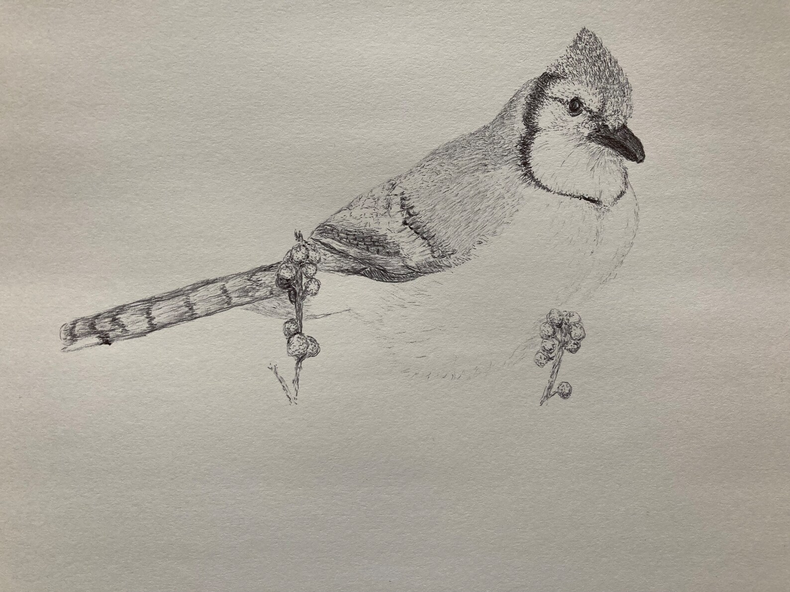 Blue Jay, Ink Sketch, Original Drawing - Etsy