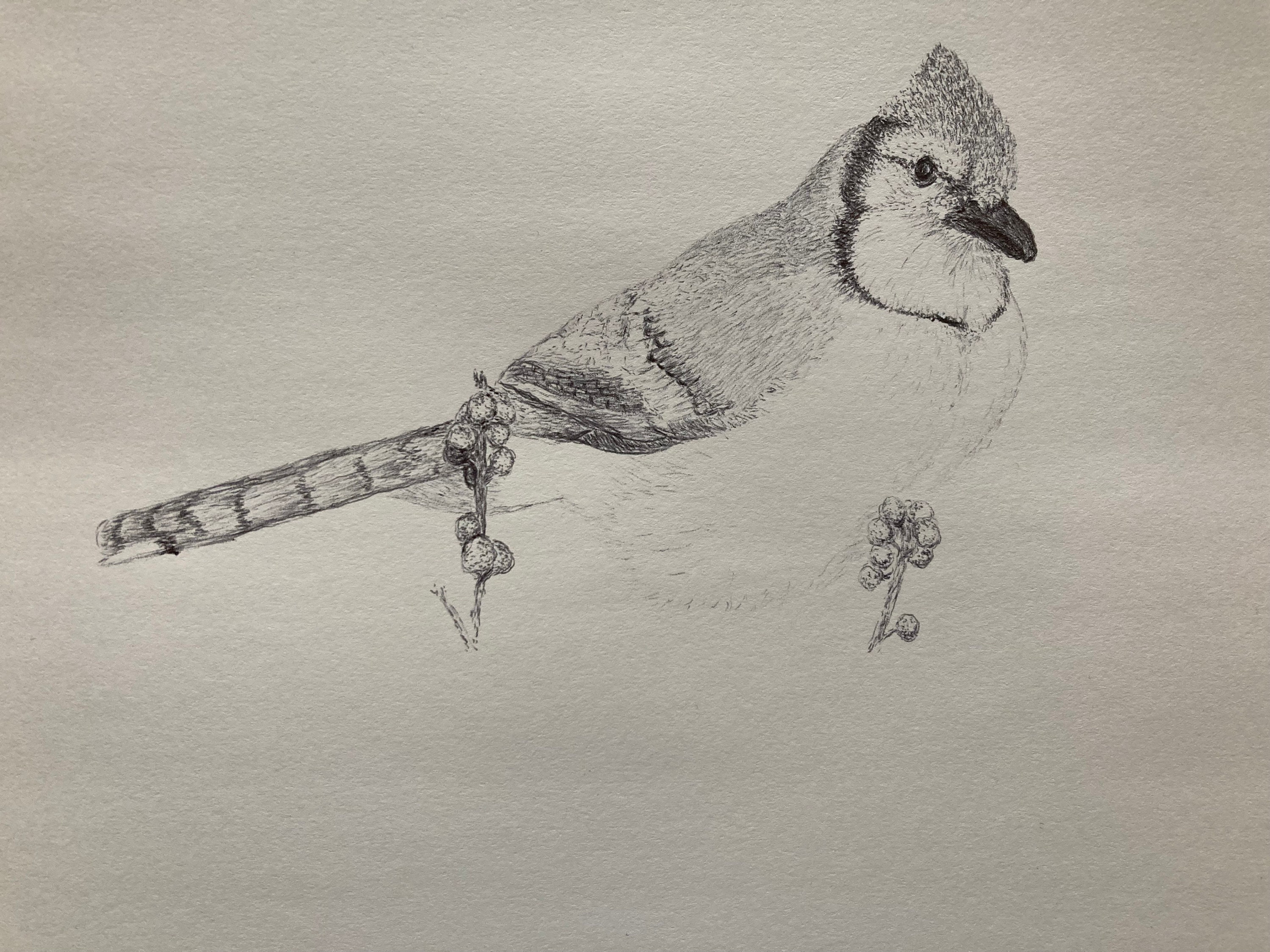 Blue Jay, Ink Sketch, Original Drawing - Etsy