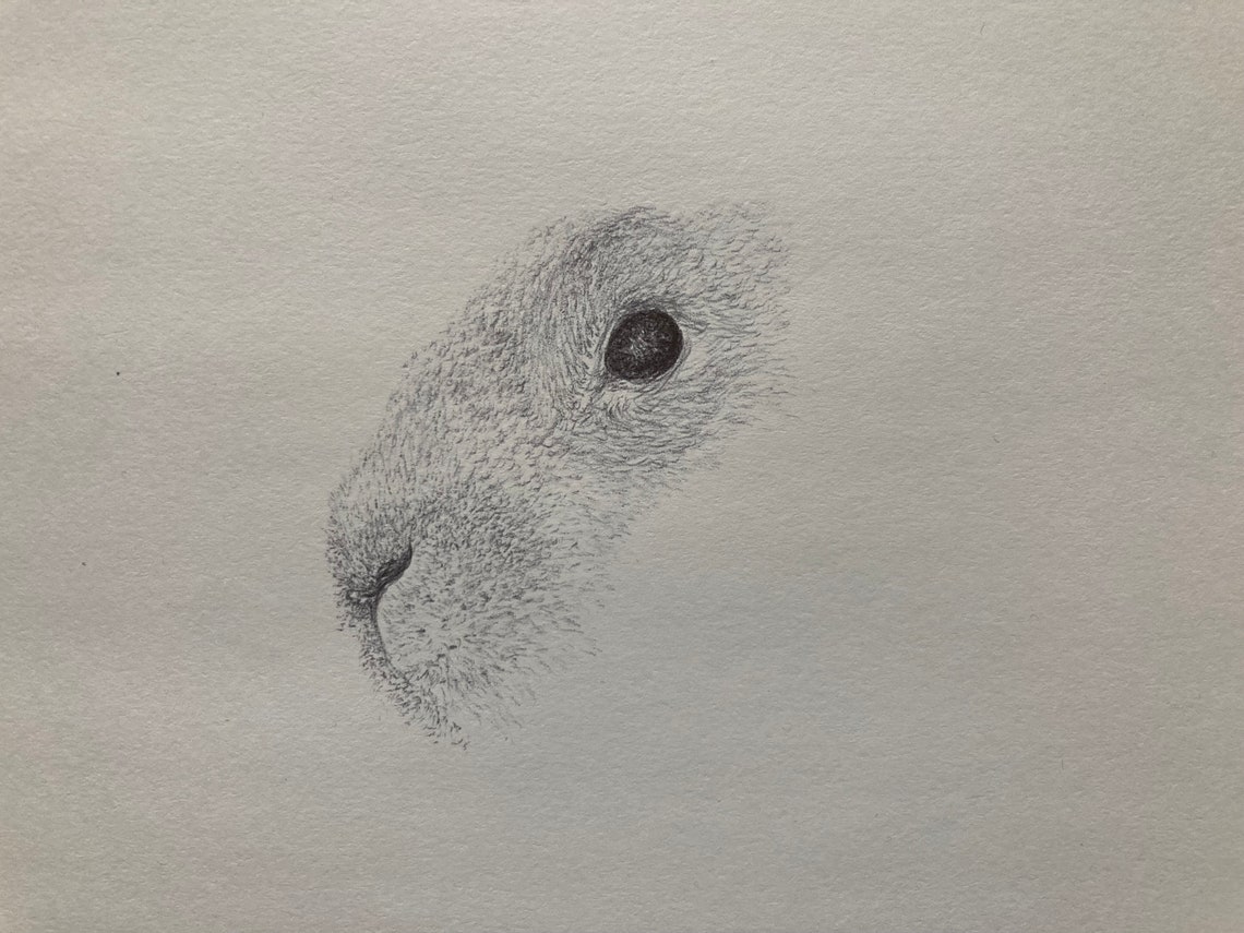Rabbit, Ink Drawing, Original Drawing - Etsy