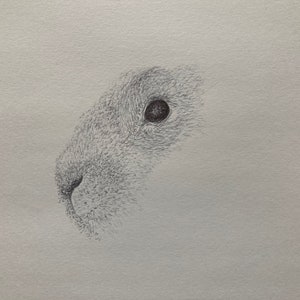 Rabbit, Ink Drawing, Original Drawing - Etsy