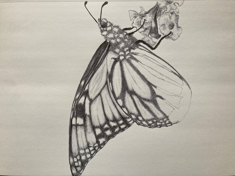 Butterfly, Ink Sketch, Original Drawing - Etsy