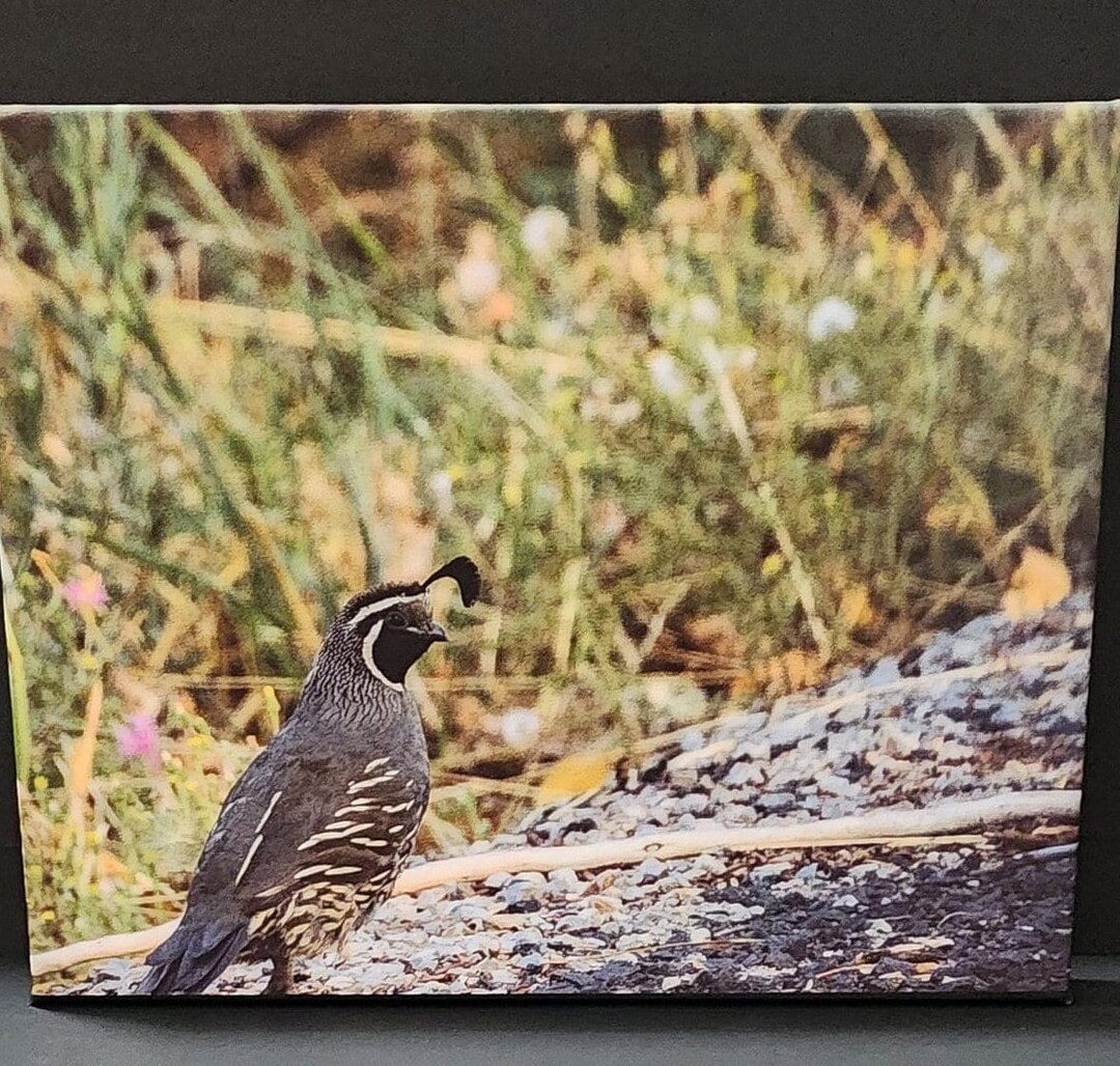 Male Quail Looking Around. 11x14 Unframed Canvas. - Etsy