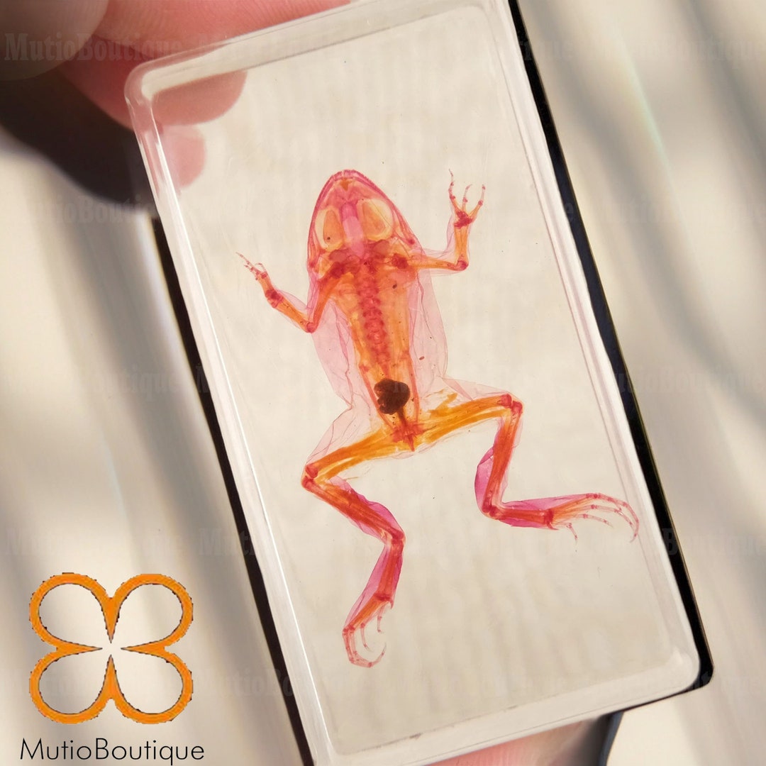 Mysterious Transparent Stained Frog Skeleton Specimen, Real Stained ...