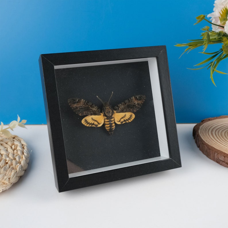 Real Framed Death Head Hawk Moth, Black Frame, Ghost Face Moth, Moth ...