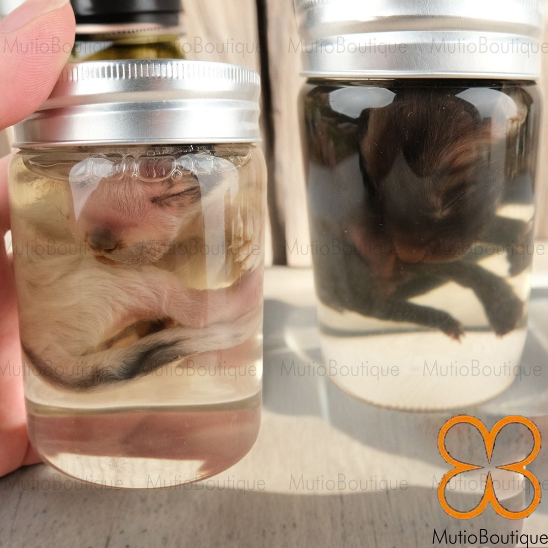 Cute Baby Fox Big Jar Wet Specimens, Fox Specimen in Liquid, Taxidermy ...
