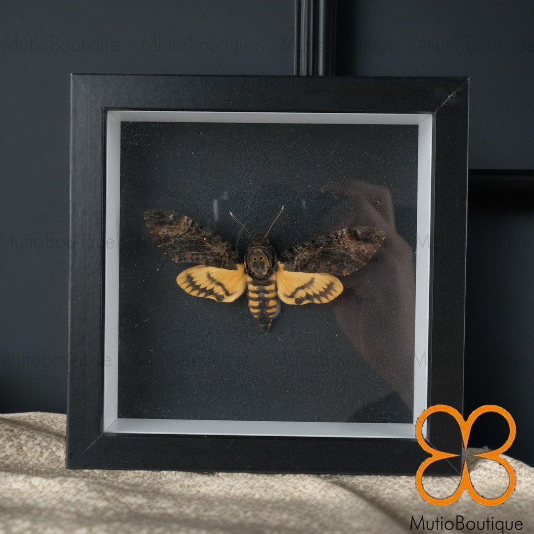 Real Framed Death Head Hawk Moth, Black Frame, Ghost Face Moth, Moth ...
