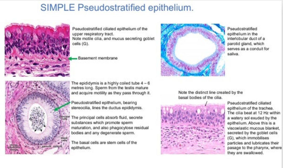 Histology Book All Tissues Explained - Etsy