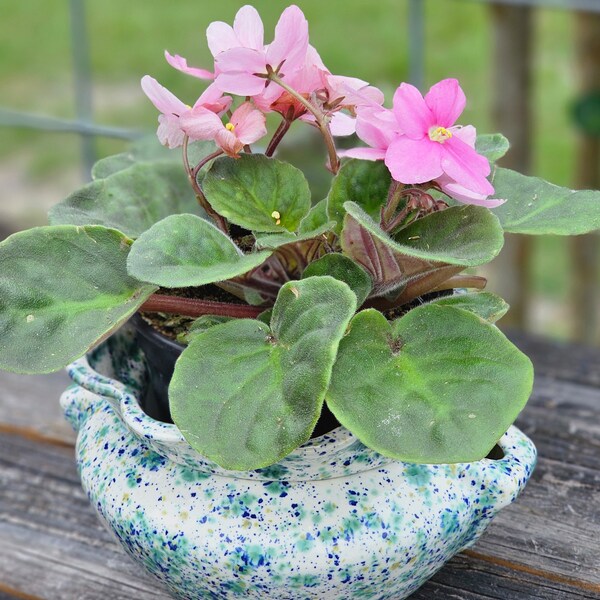 Violet Planter - Etsy