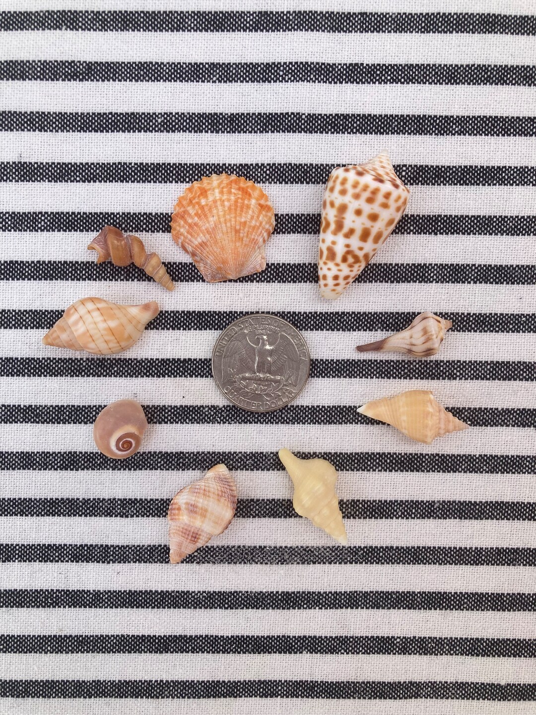 Assorted Tiny Shells, Florida Seashells, Shells for Crafting, Shells ...