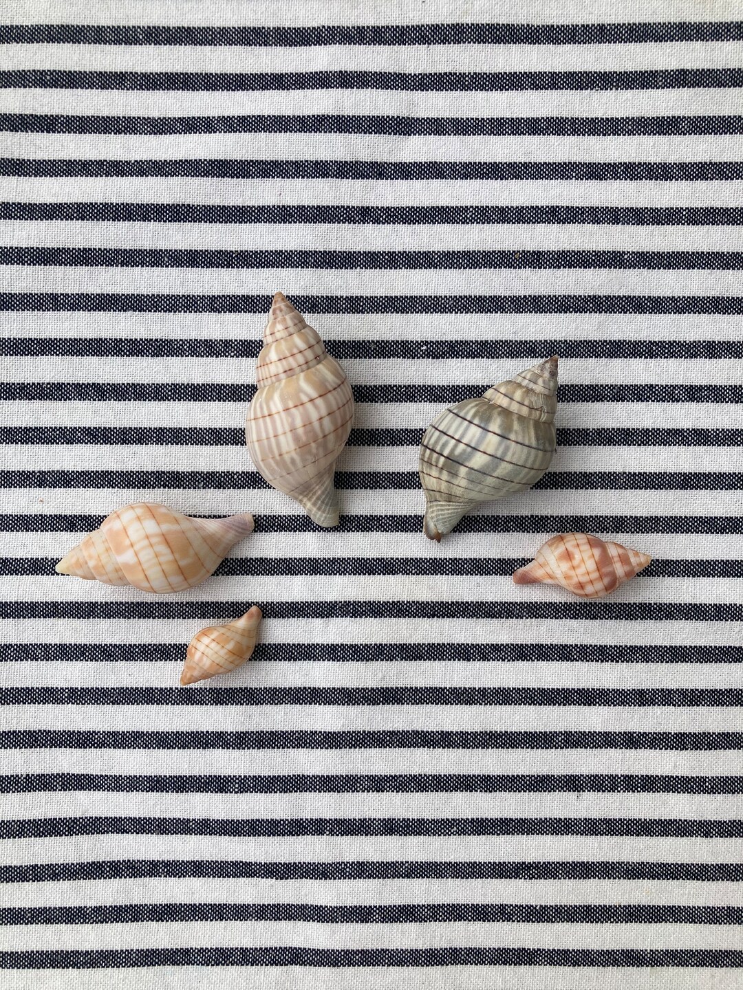 Assorted Banded Tulip Seashells, Seashells for Crafts, Seashells for ...